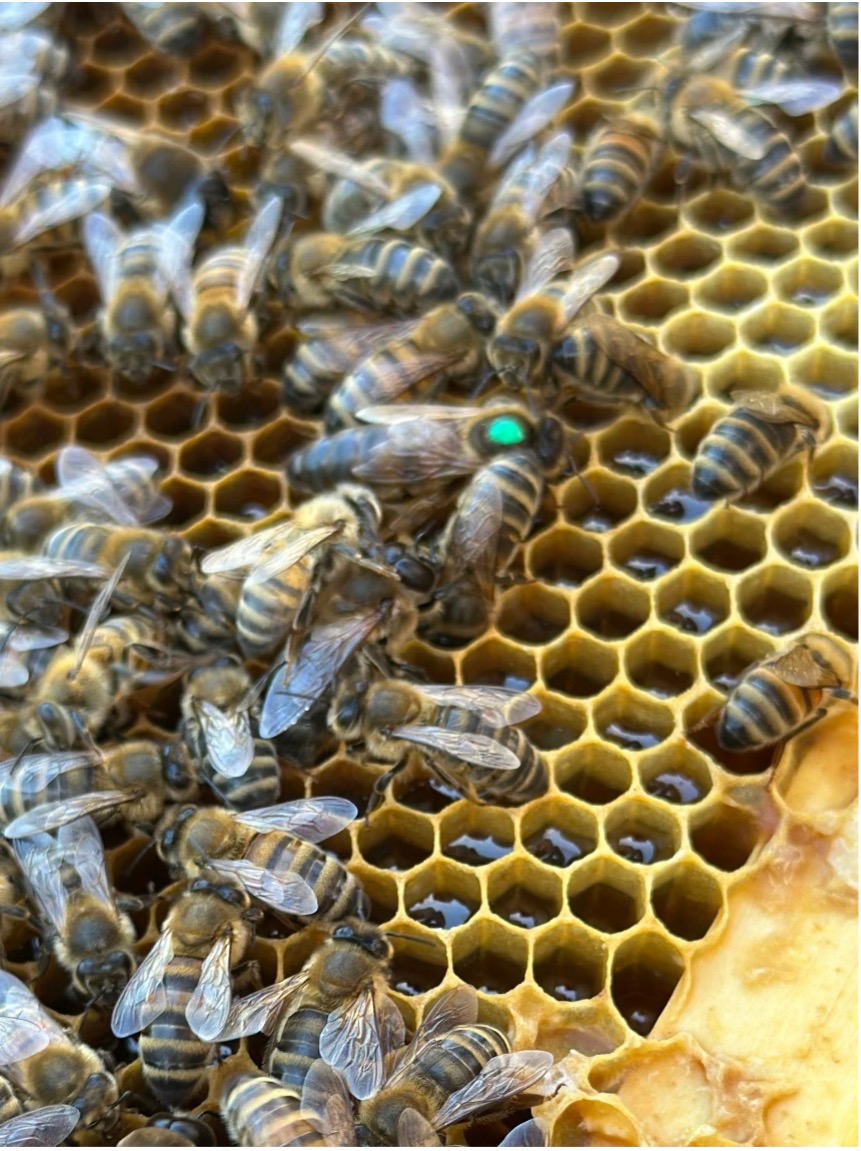 Welcome to the Brighton & Lewes Beekeepers' Association - Brighton and ...
